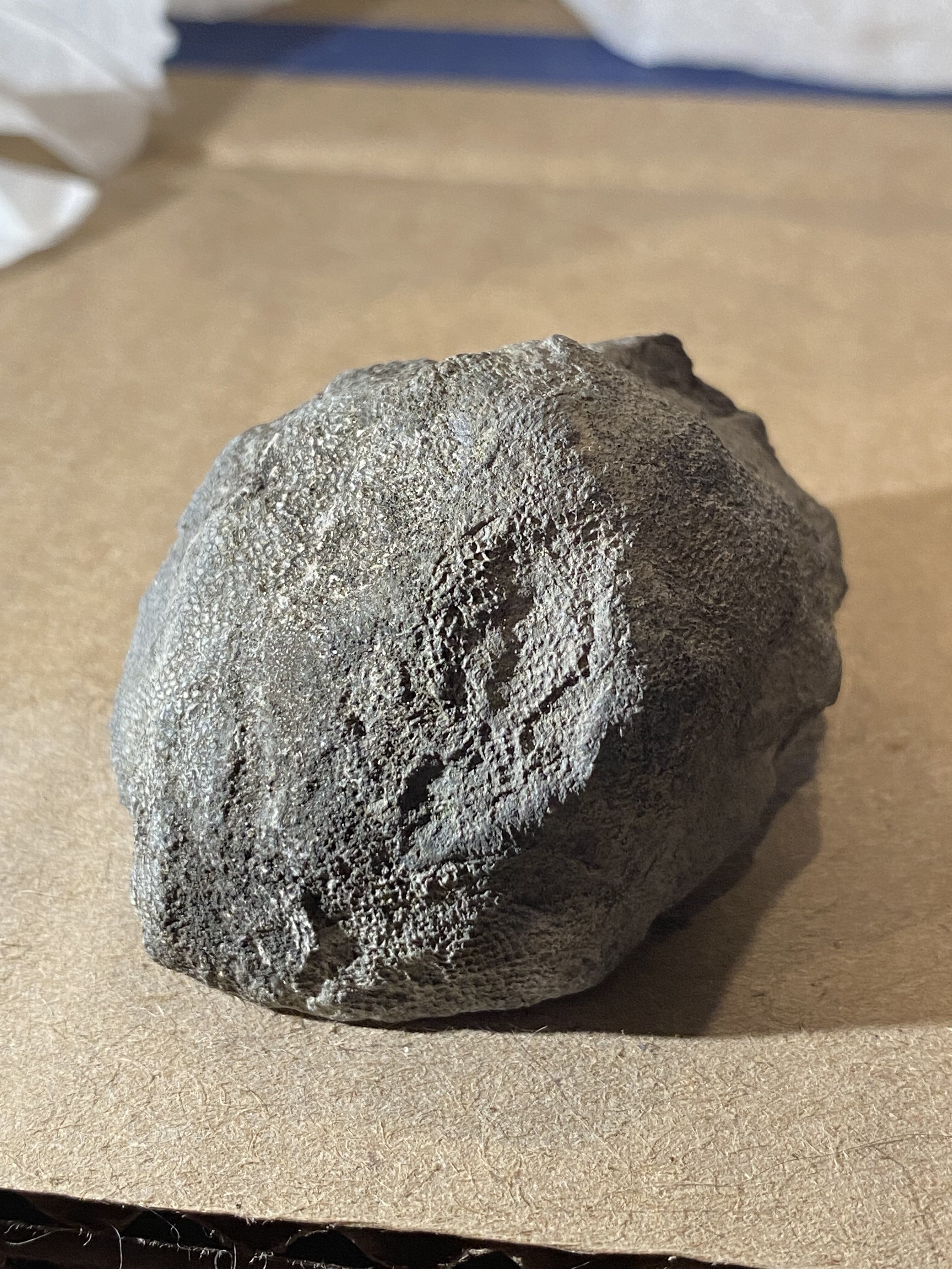 Kalkberg Formation fossils - Fossil ID - The Fossil Forum