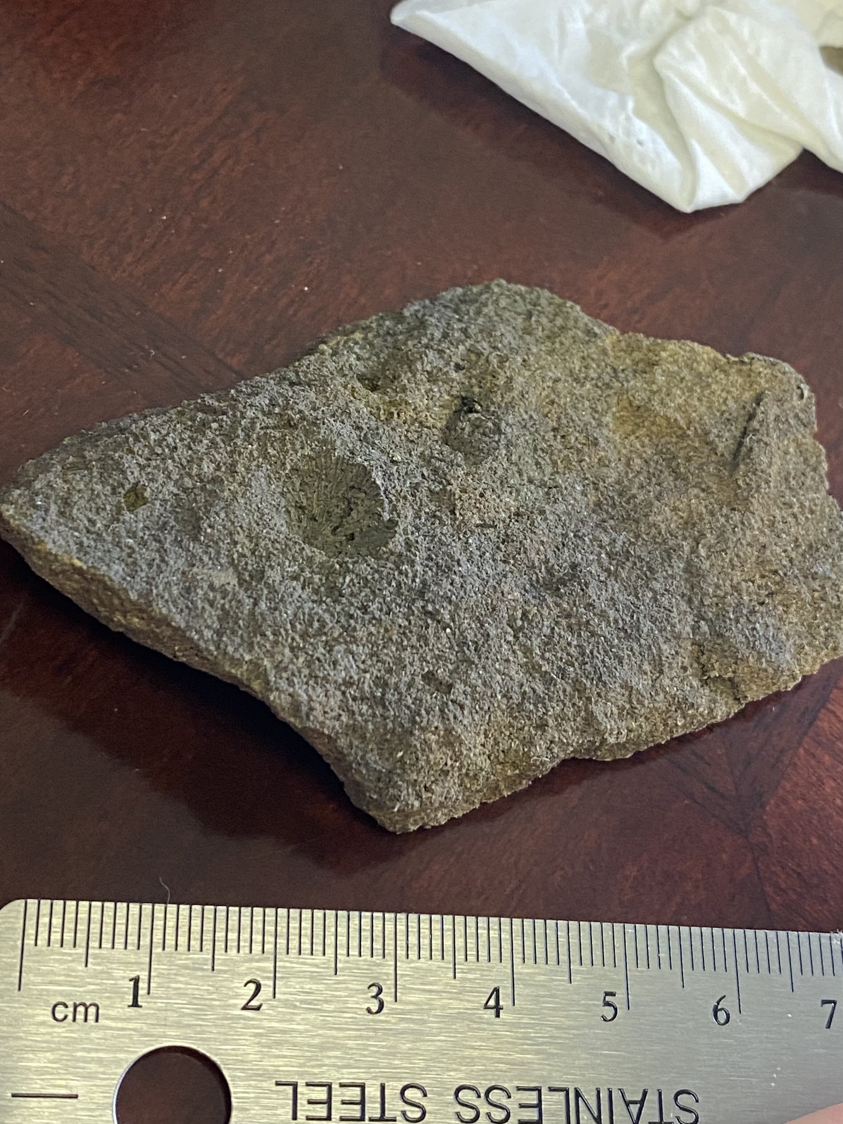 Marine Fossils - Fossil ID - The Fossil Forum
