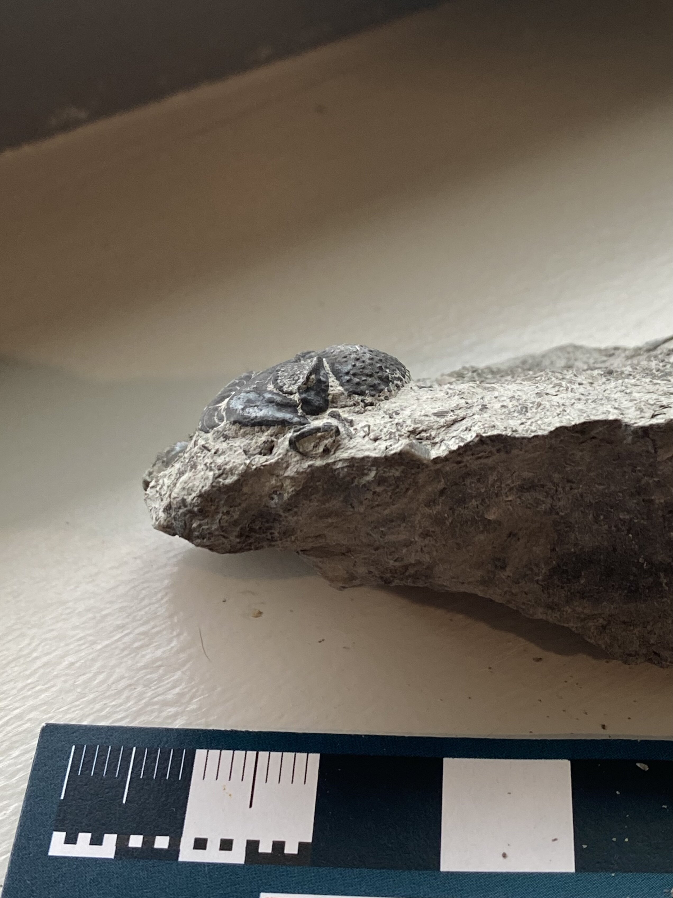 Rickard Hill Trilobite, Kalkberg Formation - Fossil ID - The Fossil Forum