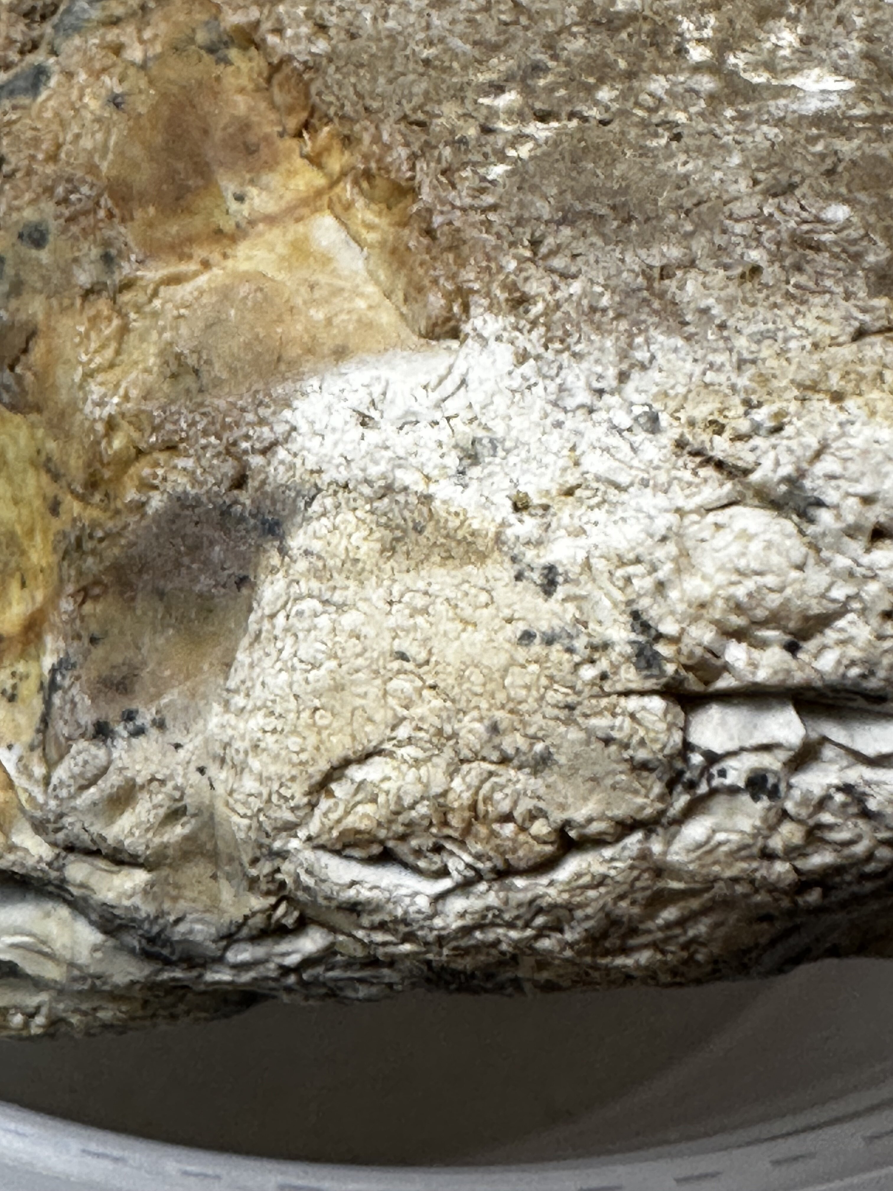 ID - Fossil ID - The Fossil Forum