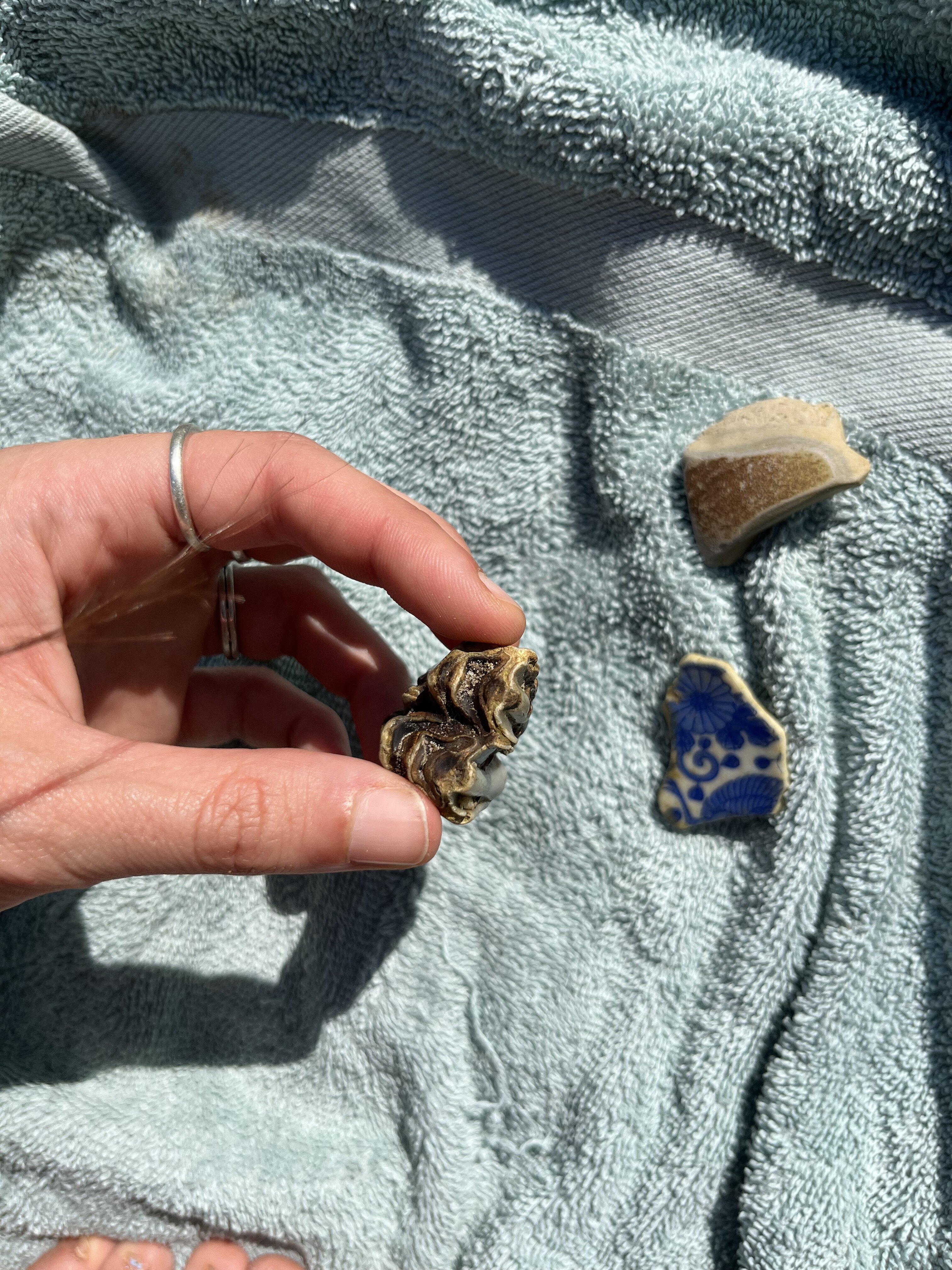 Possible cow tooth? - Fossil ID - The Fossil Forum