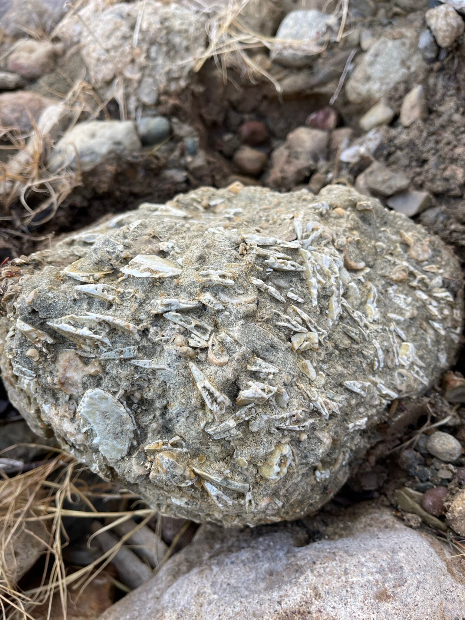 Sand Dollar and Oyster Fossils - "Fossil Creek" - Los Padres Mountains ...