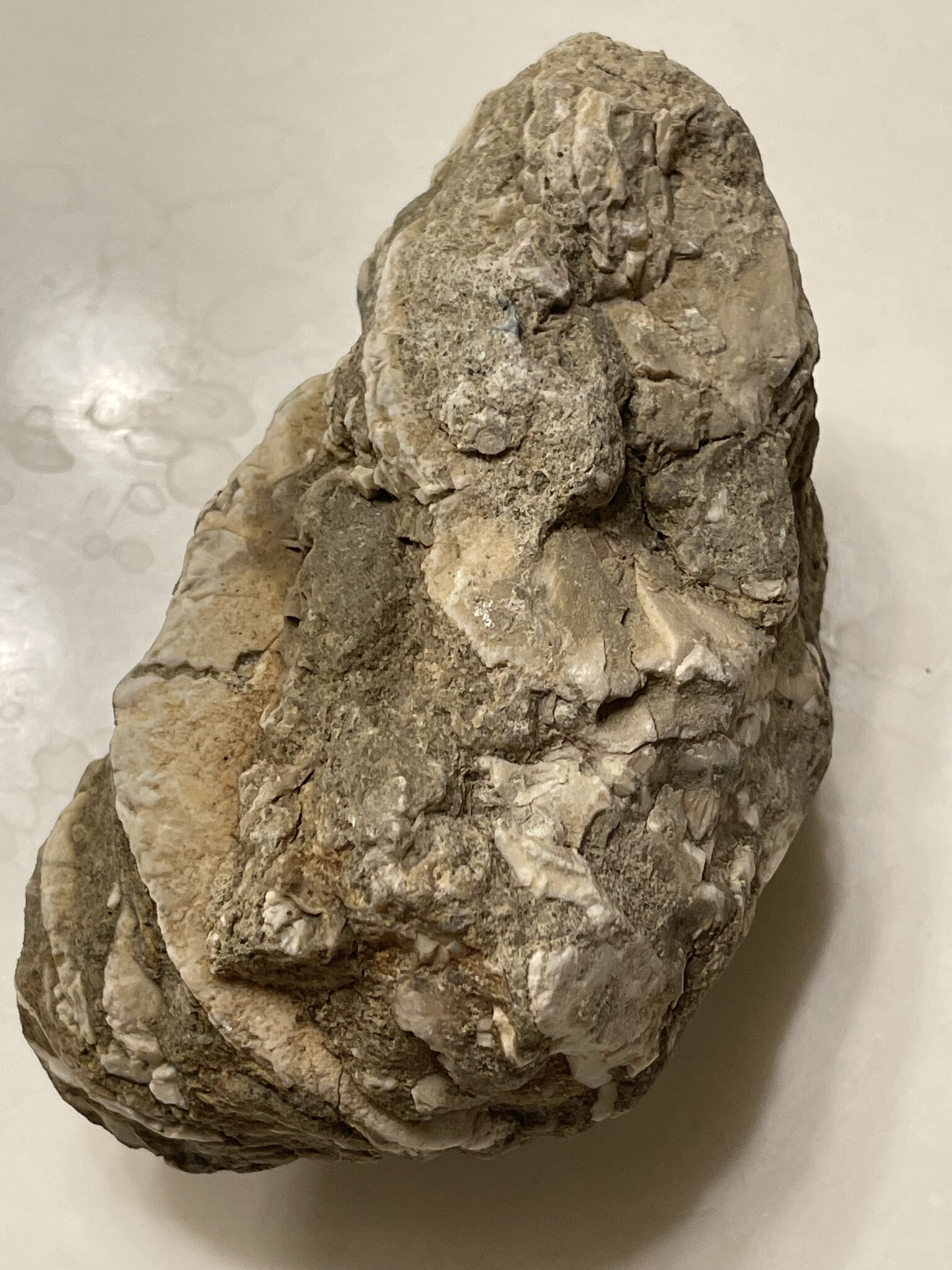 Sand Dollar and Oyster Fossils - "Fossil Creek" - Los Padres Mountains ...