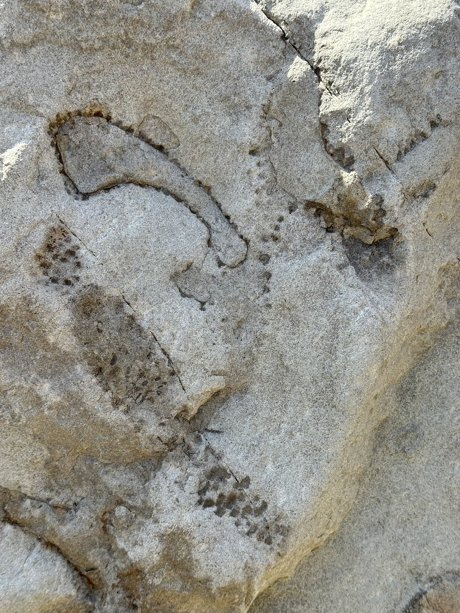 Matilija Canyon Fossil Ghost Shrimp Burrows and Turritella Shells - Los ...