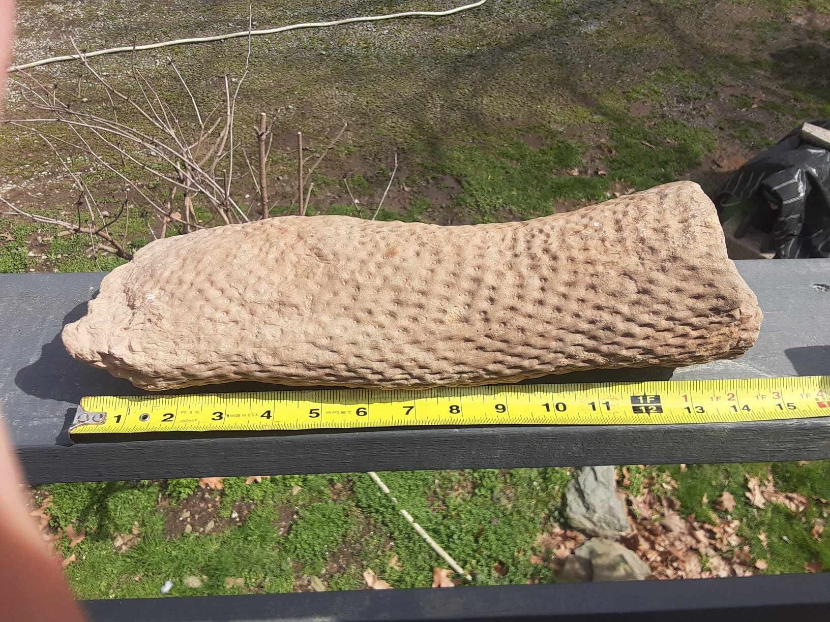 Stigmaria Root Fossil - Fossil ID - The Fossil Forum