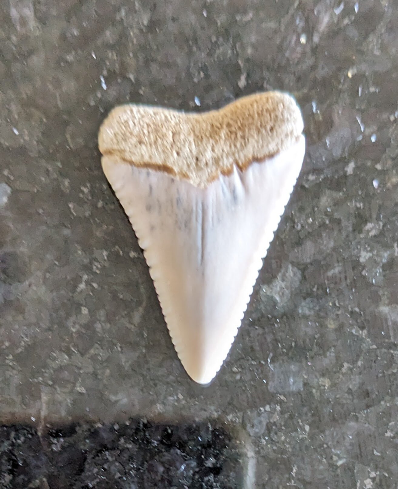 Holden Beach Shark Teeth ID, please and thank you. - Fossil ID - The ...