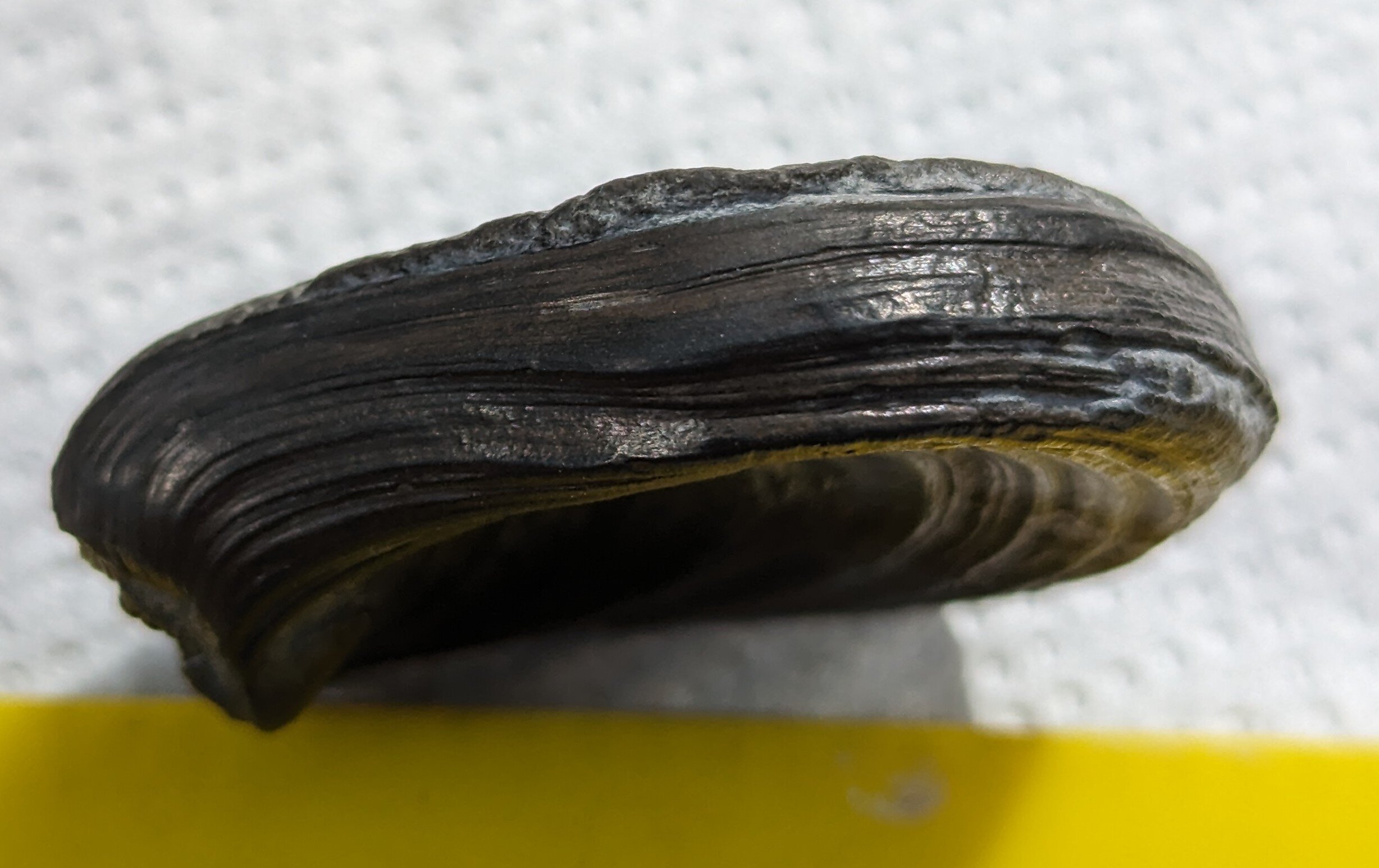 Oyster shell? - Fossil ID - The Fossil Forum