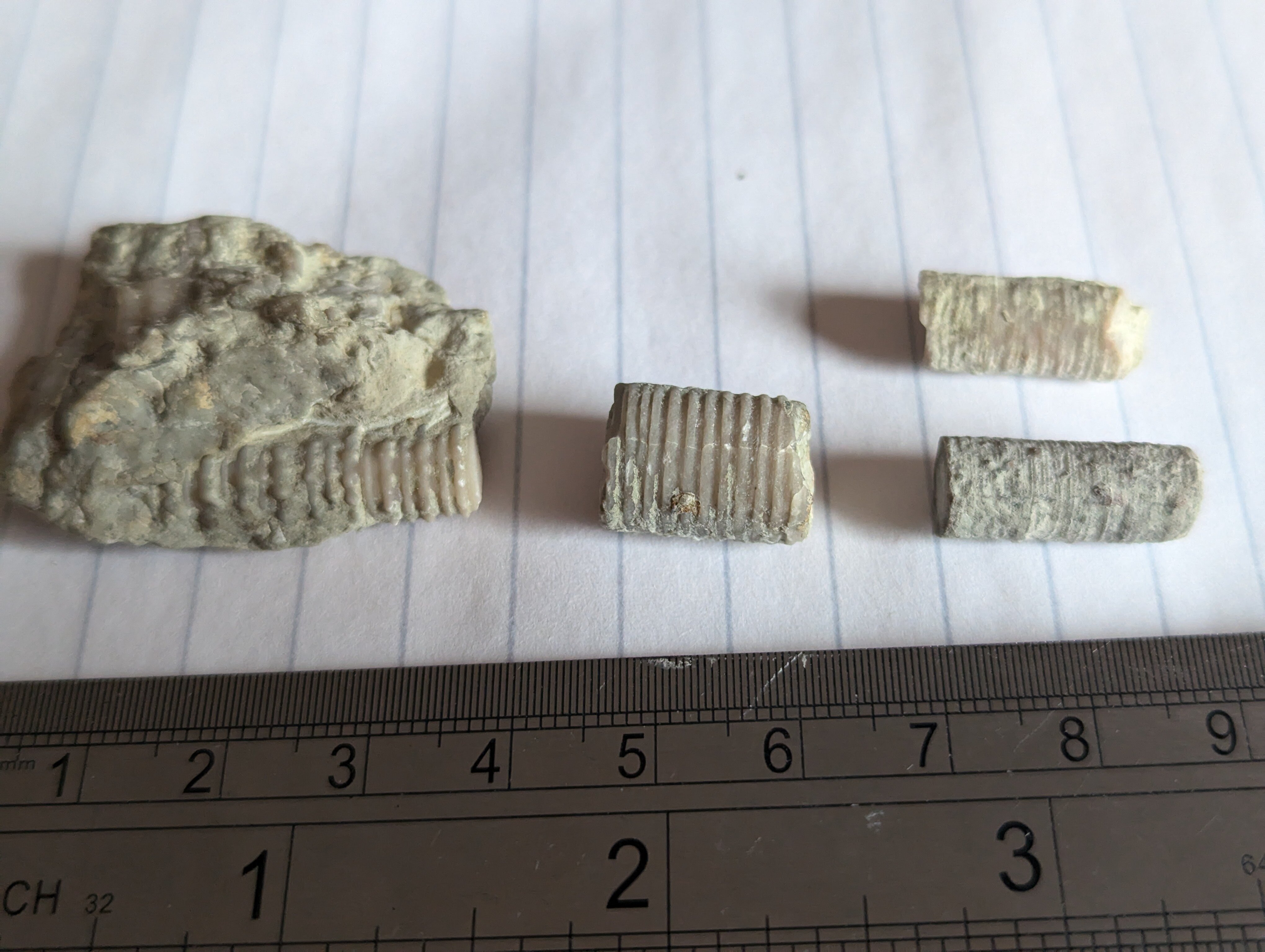 Crinoid Species - Fossil ID - The Fossil Forum