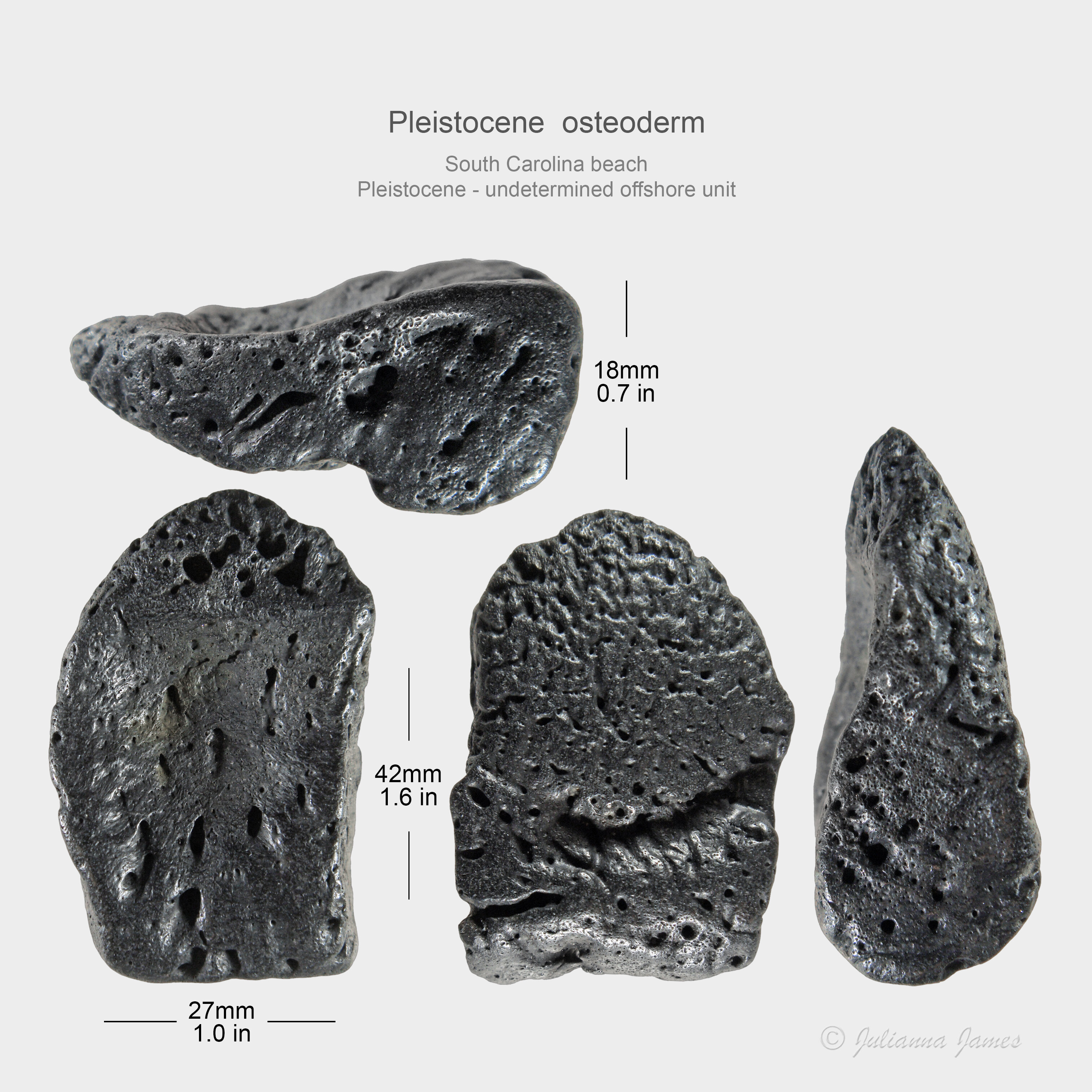 Glyptotherium or Holmesina osteoderm? - Fossil ID - The Fossil Forum