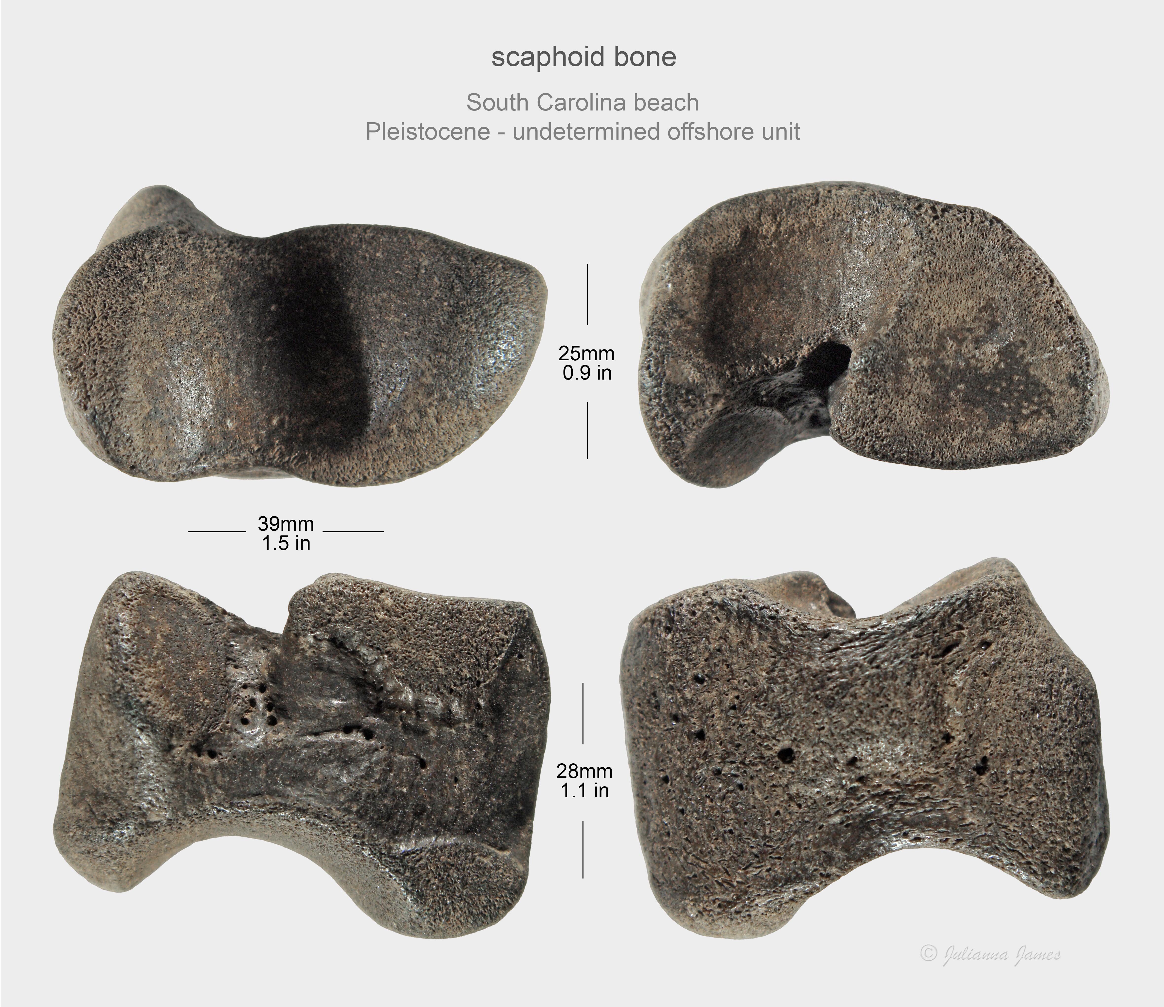 Pleistocene scaphoid bone - Fossil ID - The Fossil Forum