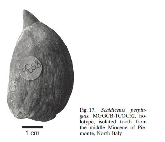 Chasing the prize - Fossil ID - The Fossil Forum