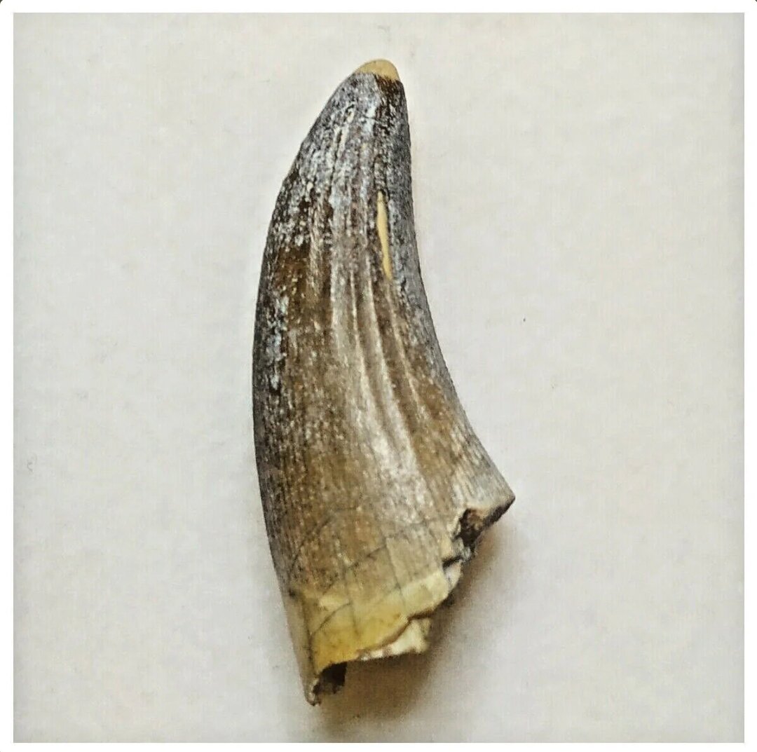 What kind of Niger tooth ? - Fossil ID - The Fossil Forum