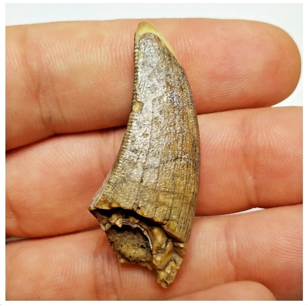 What kind of Niger tooth ? - Fossil ID - The Fossil Forum