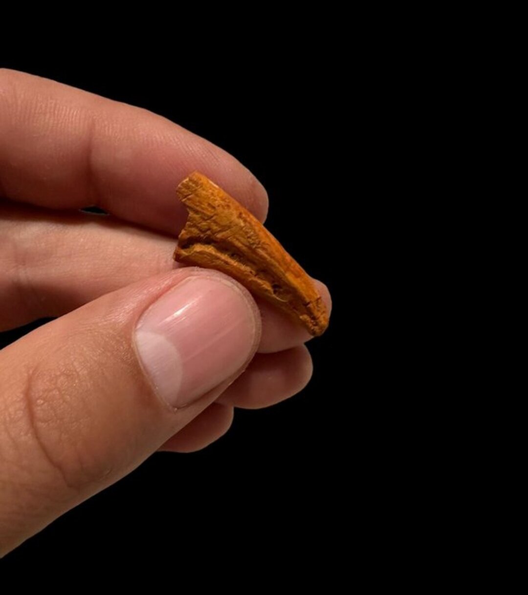 Weird looking moroccan Pterosaur claw - Is It Real? How to Recognize ...