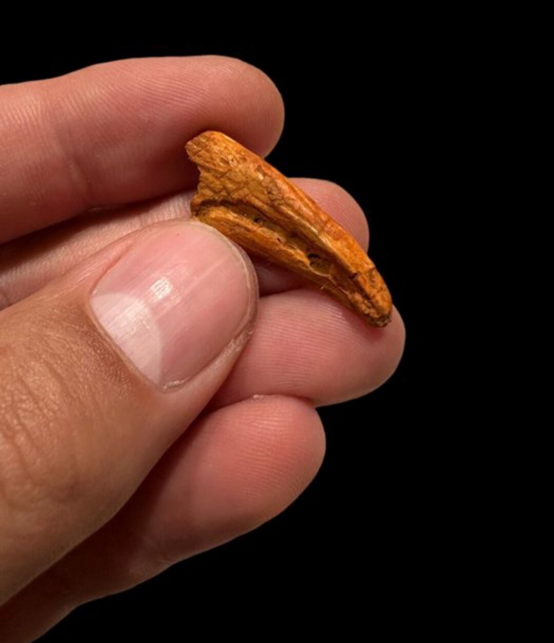 Weird looking moroccan Pterosaur claw - Is It Real? How to Recognize ...