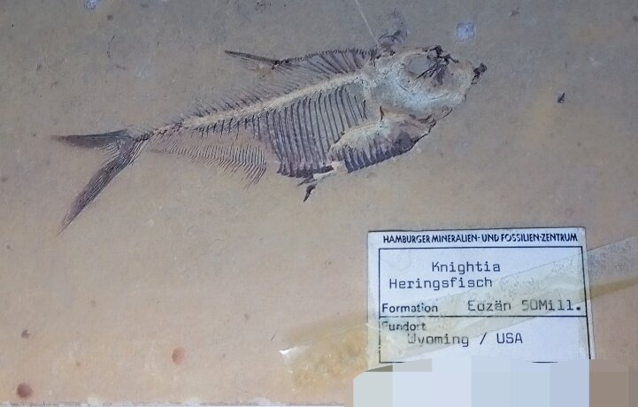 Knightia or Diplomystus - Fossil ID - The Fossil Forum