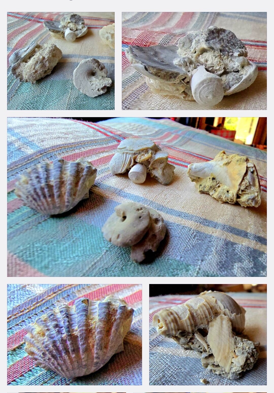 Little fossils that came out of a big shell pile 3 & others from pile ...