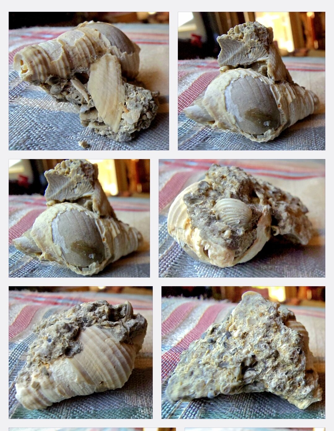 Little fossils that came out of a big shell pile 3 & others from pile ...