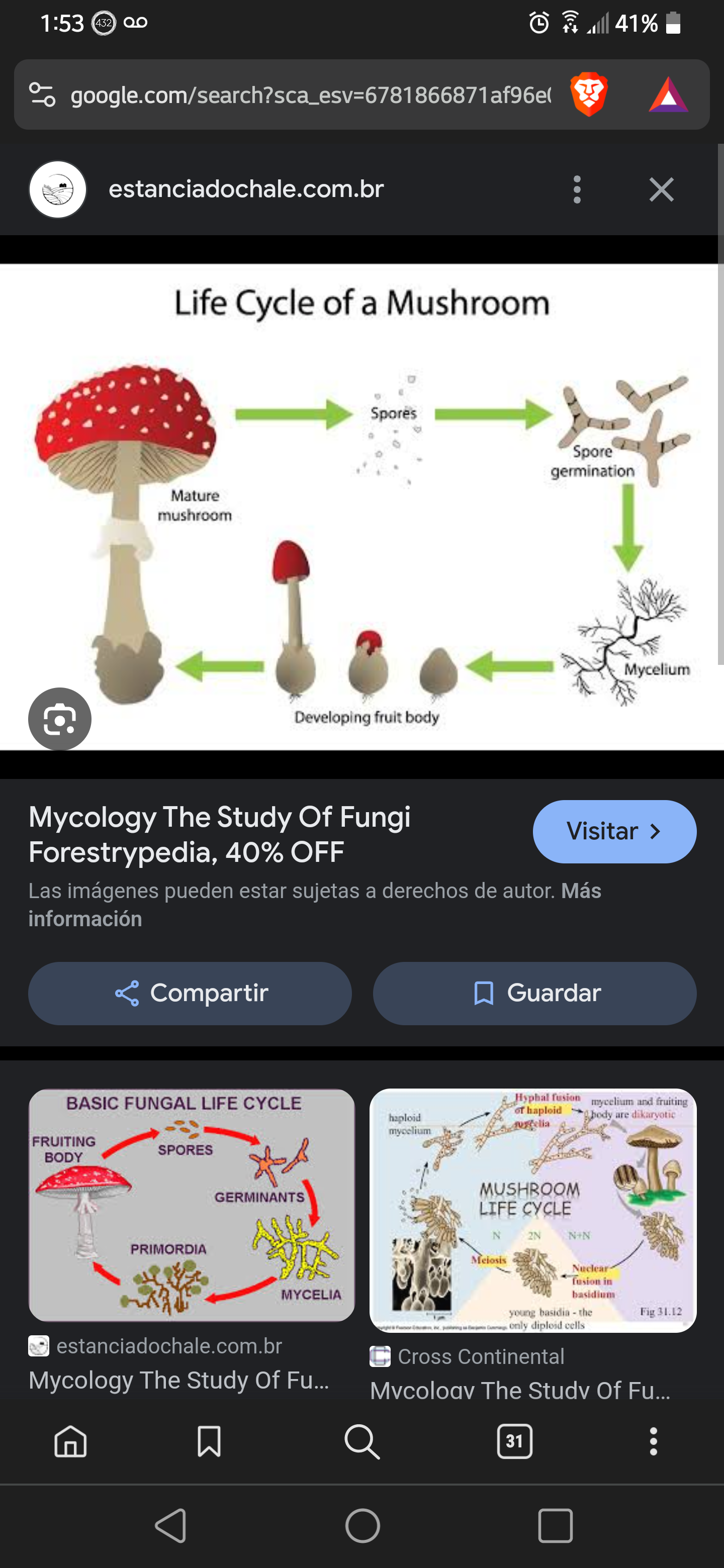 Mushroom in mexican amber - Micro-paleontology - The Fossil Forum