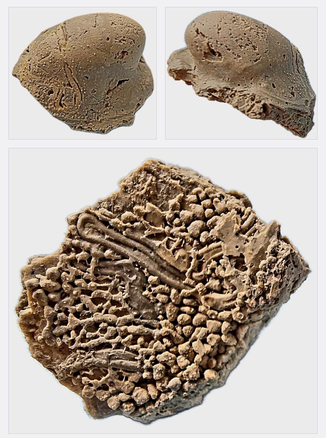 More fun finds. - Fossil Hunting Trips - The Fossil Forum
