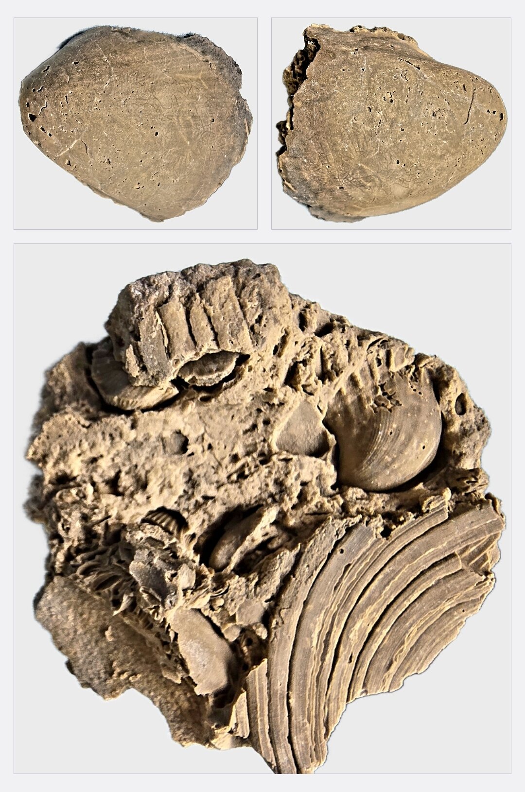More fun finds. - Fossil Hunting Trips - The Fossil Forum