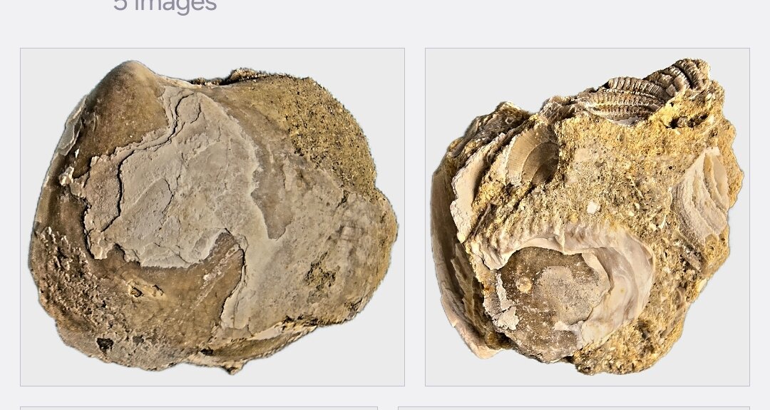 More fun finds. - Fossil Hunting Trips - The Fossil Forum