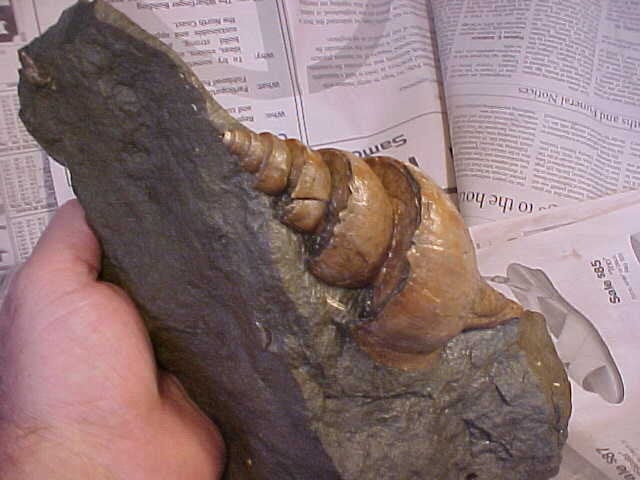 Why dont users share fossil hunting locations on public forums ...