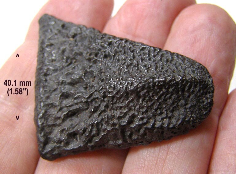 Glyptotherium or Holmesina osteoderm? - Fossil ID - The Fossil Forum