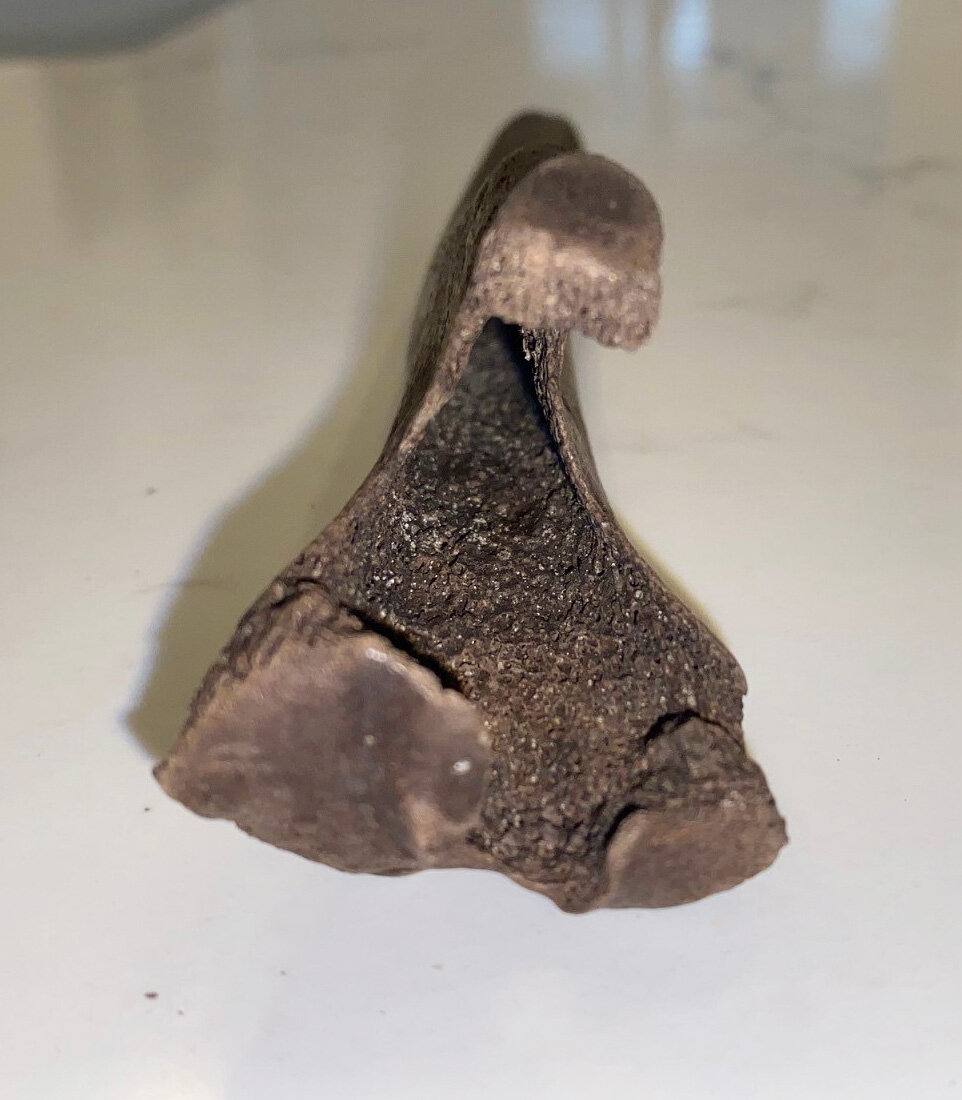 Bone ID - Fossil ID - The Fossil Forum