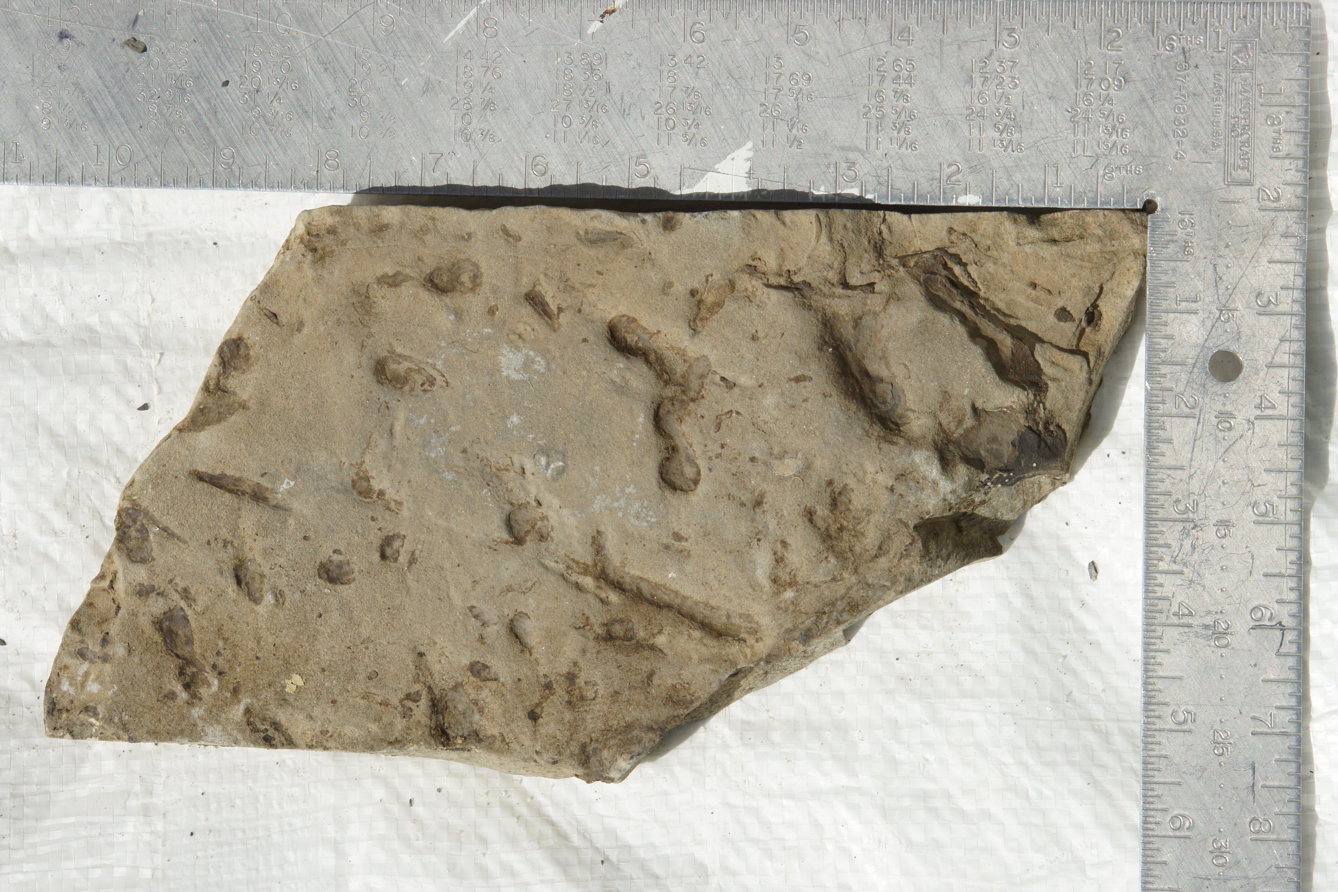 Trace fossils ? - Fossil ID - The Fossil Forum