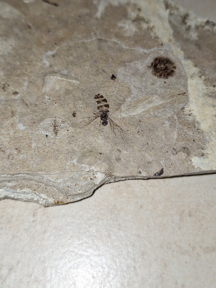 Florissant Quarry! - Fossil Hunting Trips - The Fossil Forum