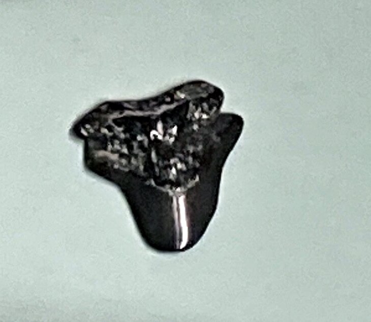 Smallest Meg tooth? - Fossil ID - The Fossil Forum