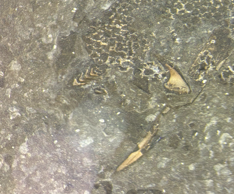 Missouri Stark and Galesburg Shale Collection - Member Collections ...