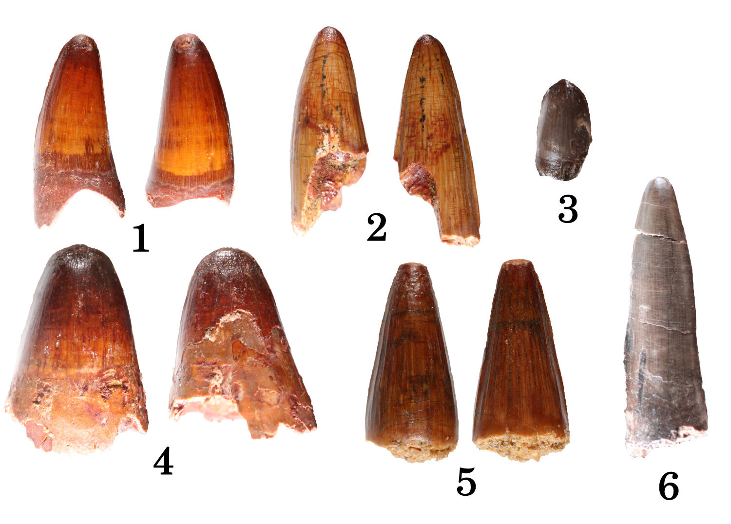 Crocodile teeth - Fossil ID - The Fossil Forum