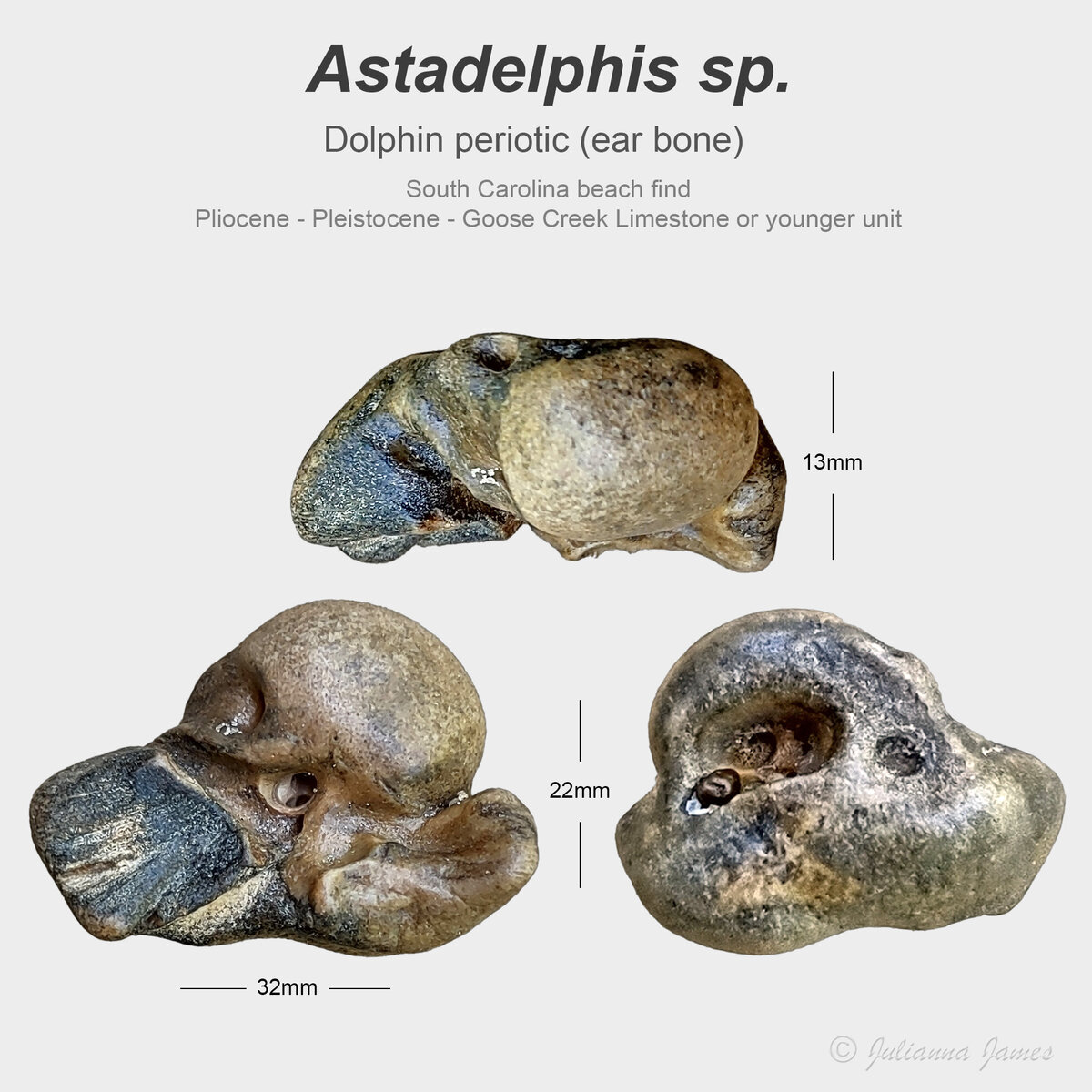 Astadelphis sp. periotic 2 - Member Collections - The Fossil Forum