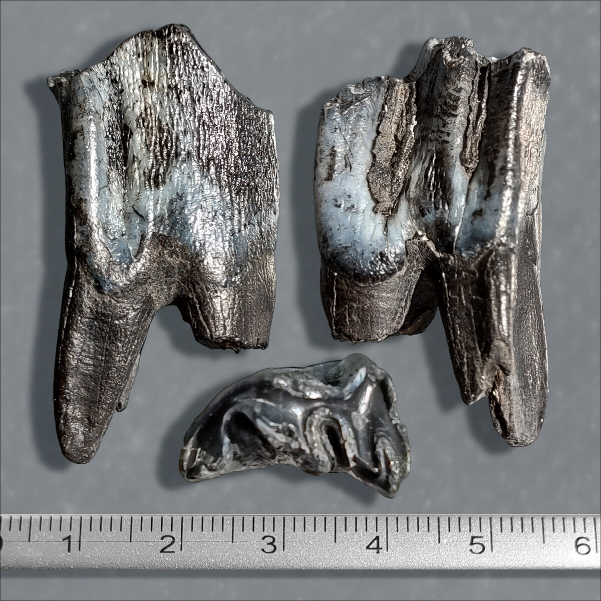 Bison p4 (lower premolar) tooth.jpg - Member Collections - The Fossil Forum