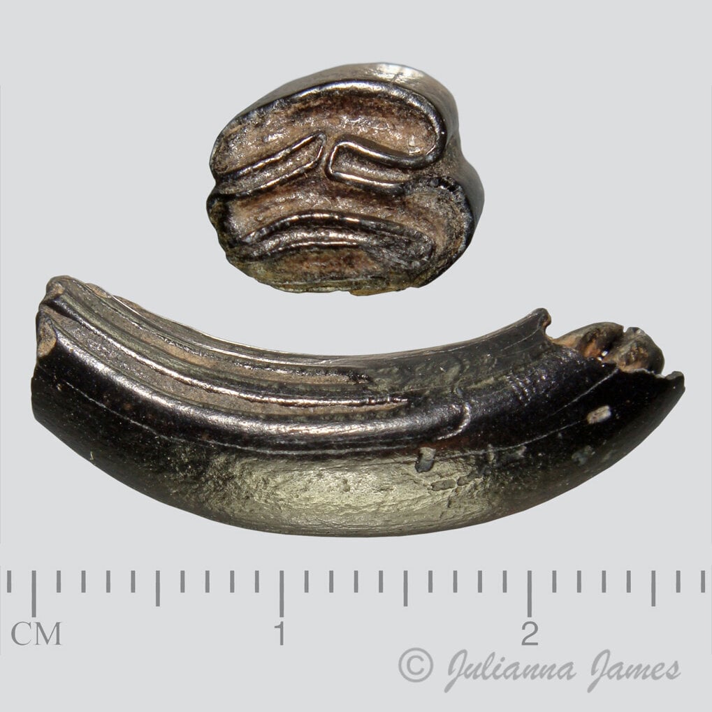 Castor canadensis tooth.jpg - Member Collections - The Fossil Forum