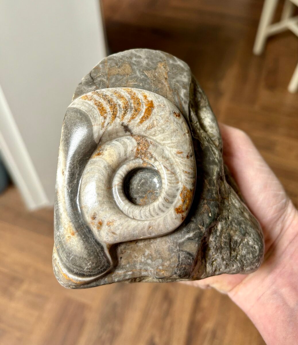 Coiled nautiloid - Carboniferous - The Fossil Forum