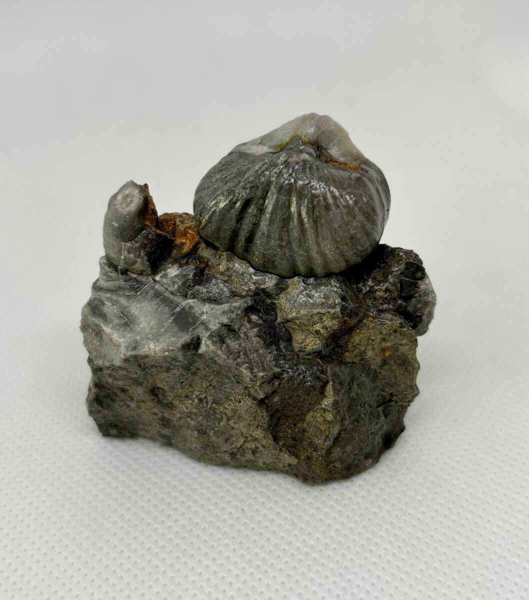 Brachythyris Pinguis Brachiopod - Carboniferous - The Fossil Forum