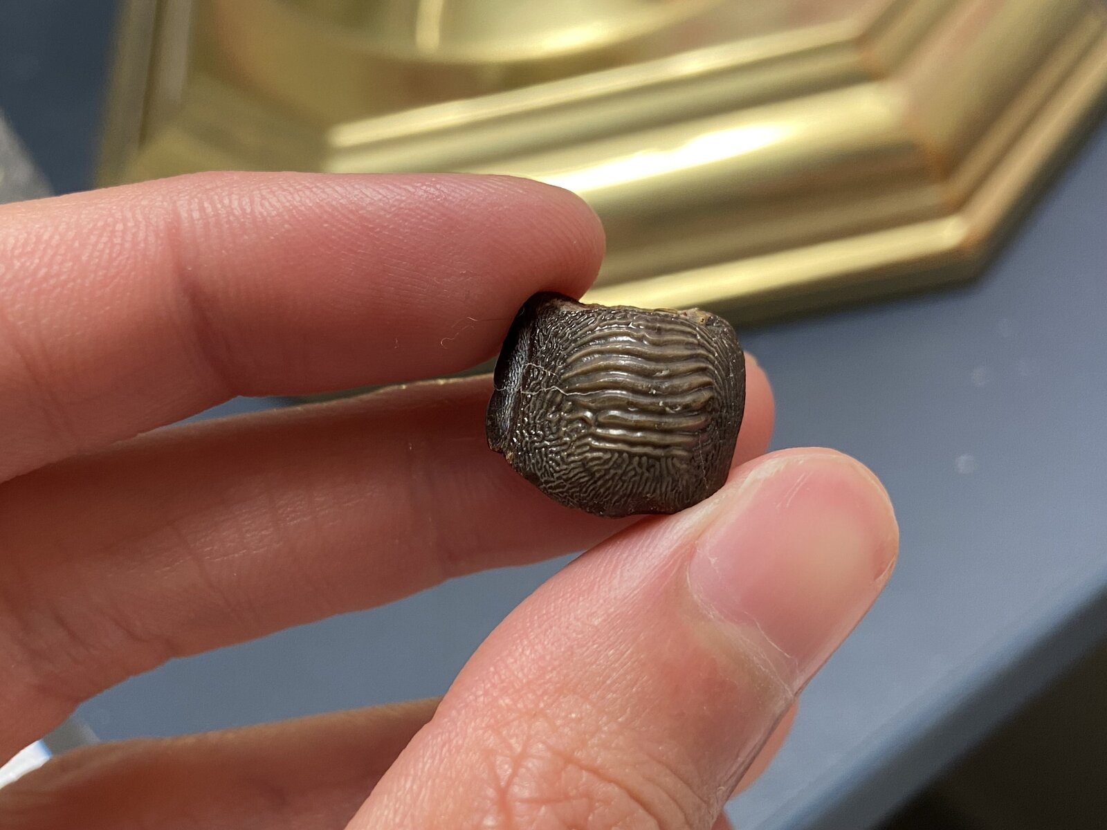 Ptychodus marginalis, Kamp Ranch - Member Collections - The Fossil Forum