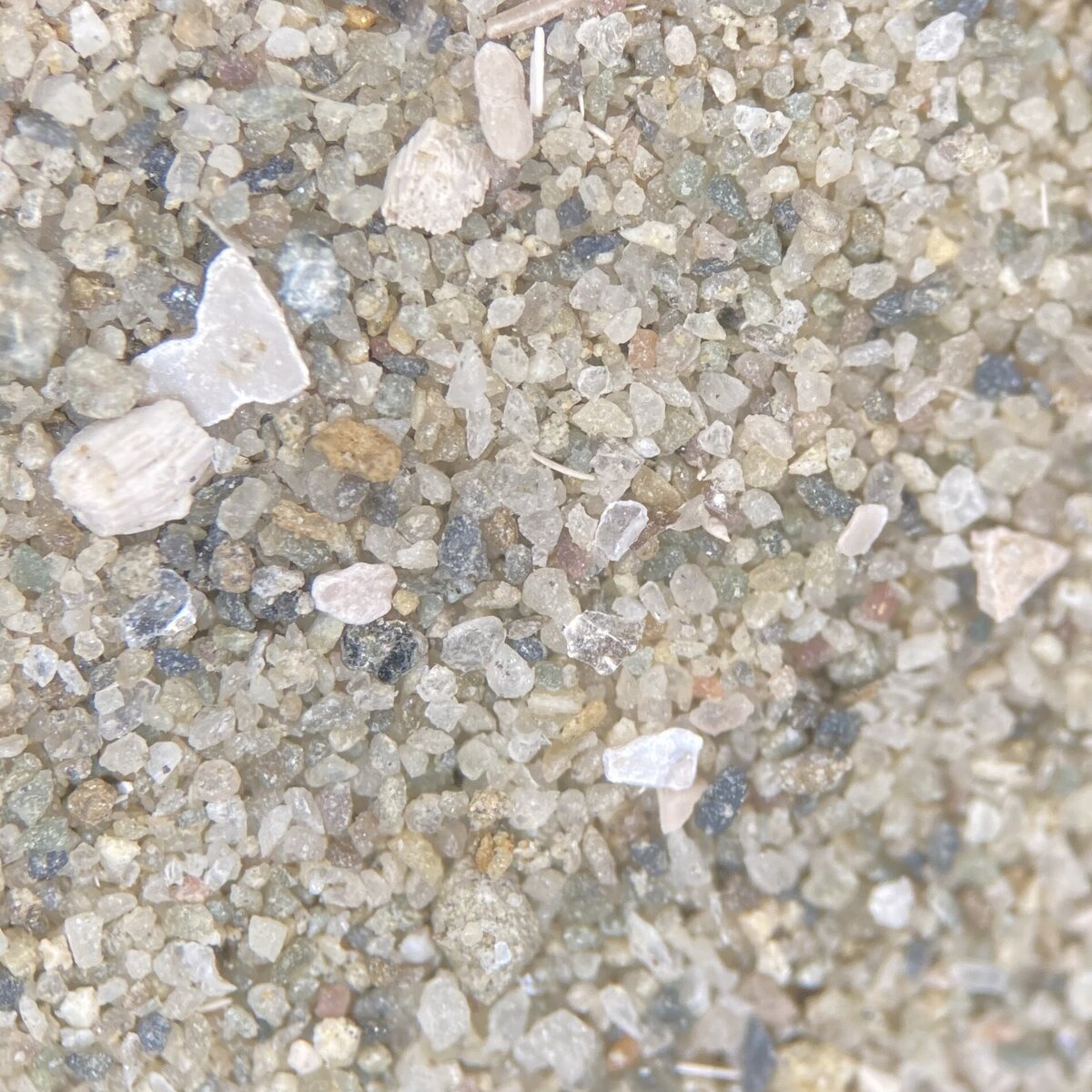 Sand - Cretaceous - The Fossil Forum