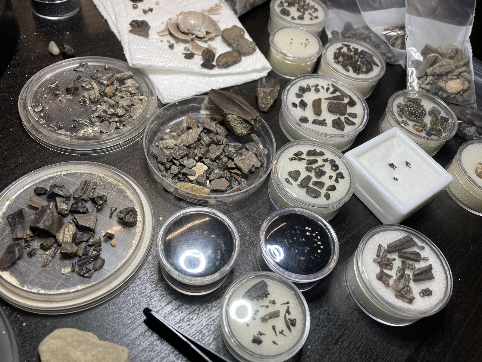 A collection - Cretaceous - The Fossil Forum