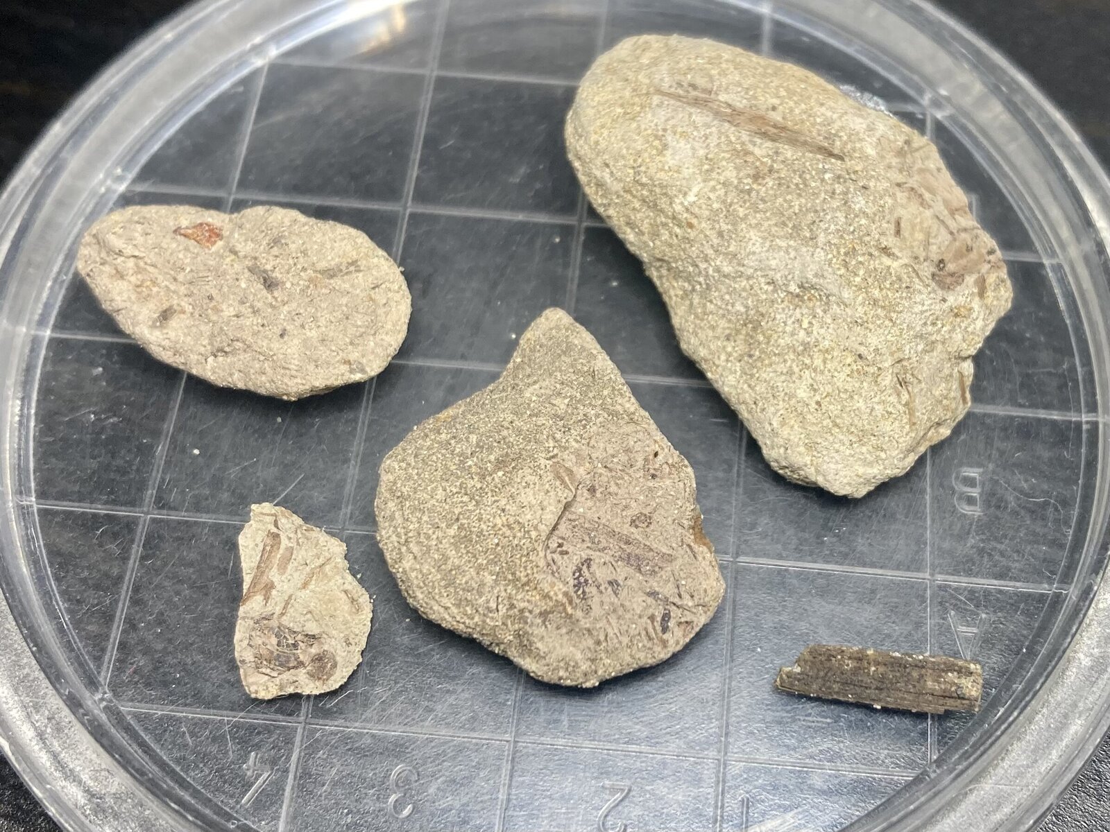 Planty claystone pebbles - Cretaceous - The Fossil Forum