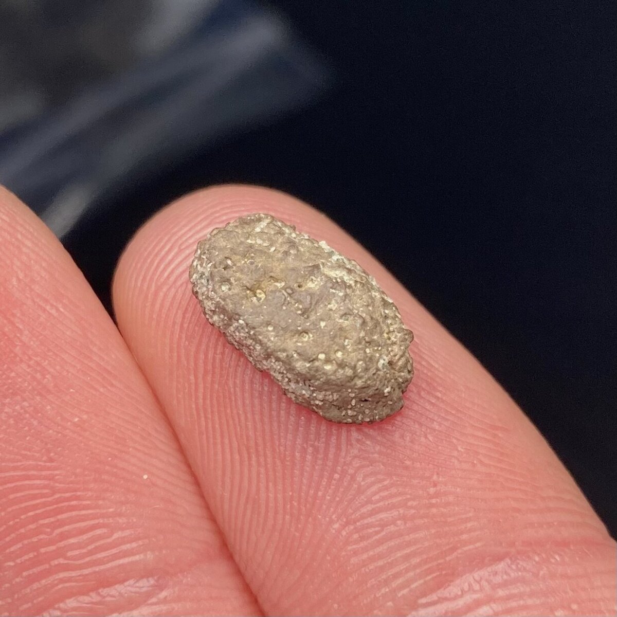 Ankylosaurian ossicle - Cretaceous - The Fossil Forum