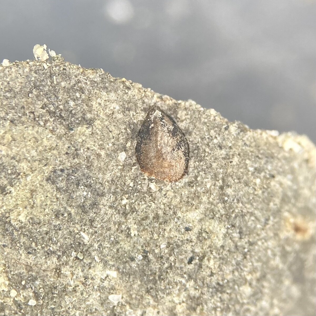 Small seed - Cretaceous - The Fossil Forum