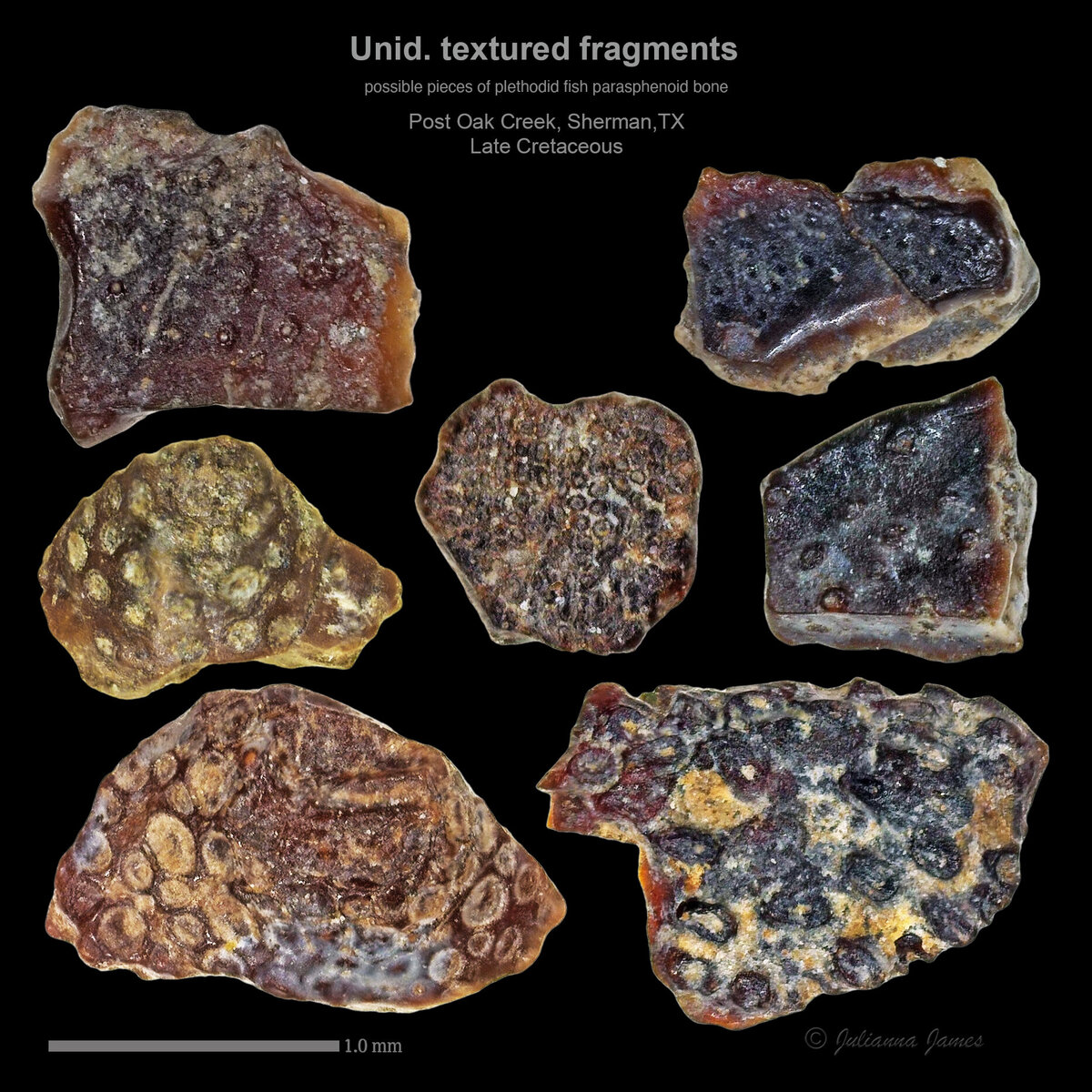 POC Unid. textured fragments.jpg - Member Collections - The Fossil Forum