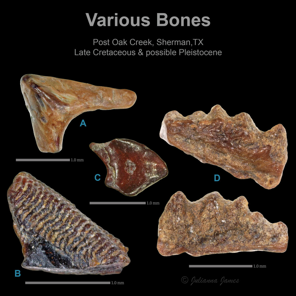 POC Various Bones 1.jpg - Member Collections - The Fossil Forum