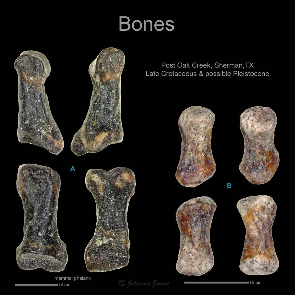 POC bones 4.jpg - Member Collections - The Fossil Forum