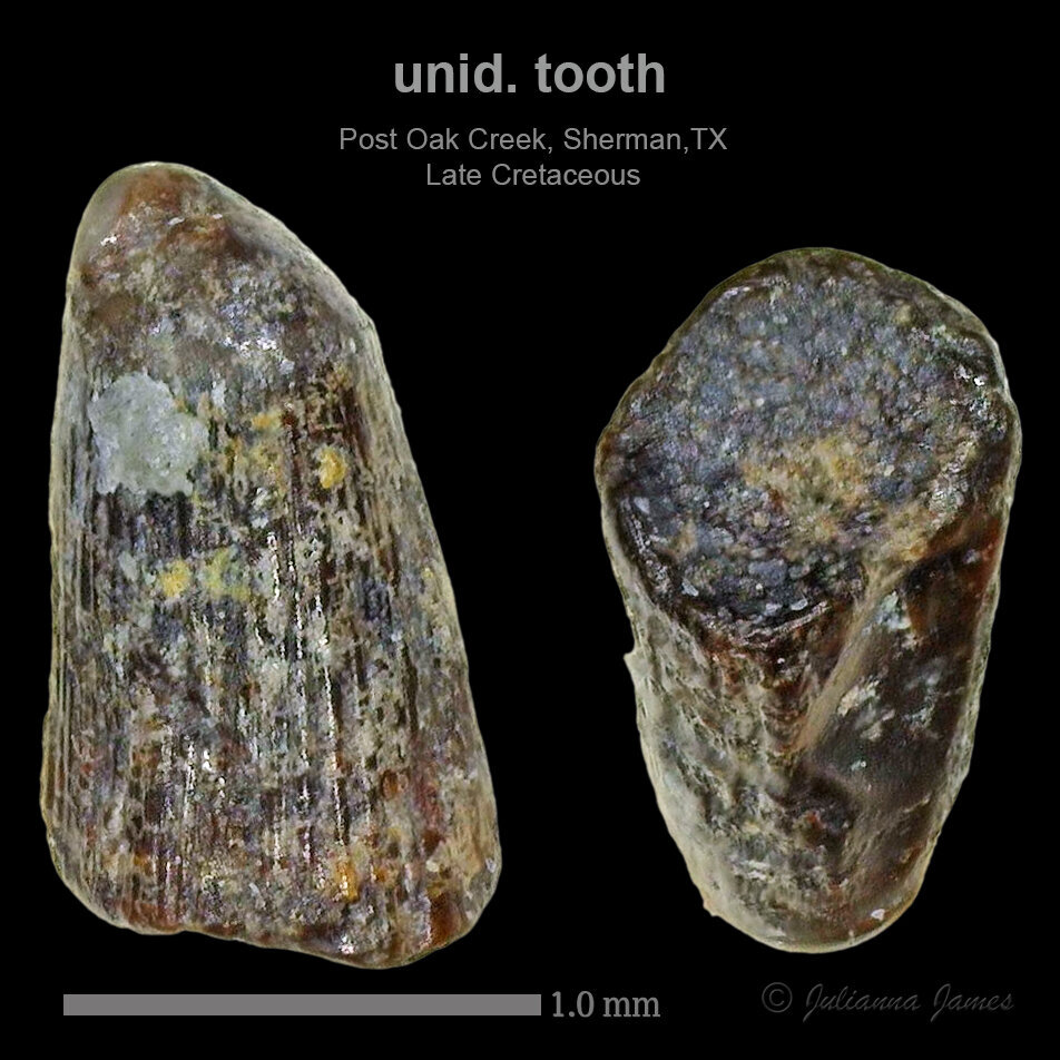 POC unid. tooth 1 - Member Collections - The Fossil Forum