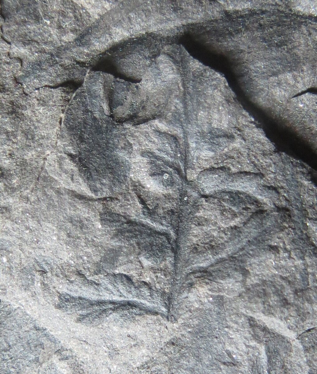 plantfossil6 - Member Collections - The Fossil Forum